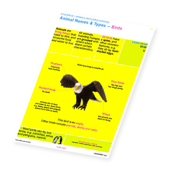 Animal Names & Types — Birds (L1 Science) | Learnest