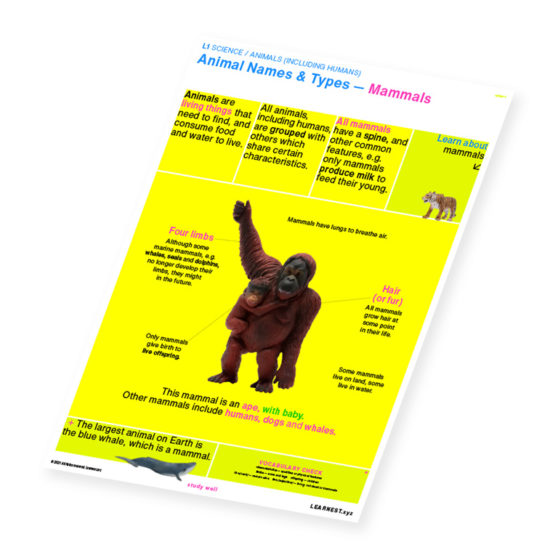Animal Names & Types — Mammals (L1 Science) | Learnest