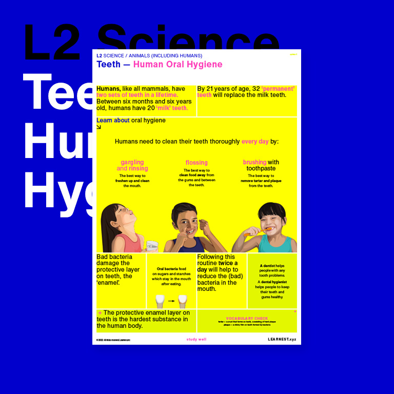 Feeding — Food Chains & Food Webs (L2 Science) | Learnest