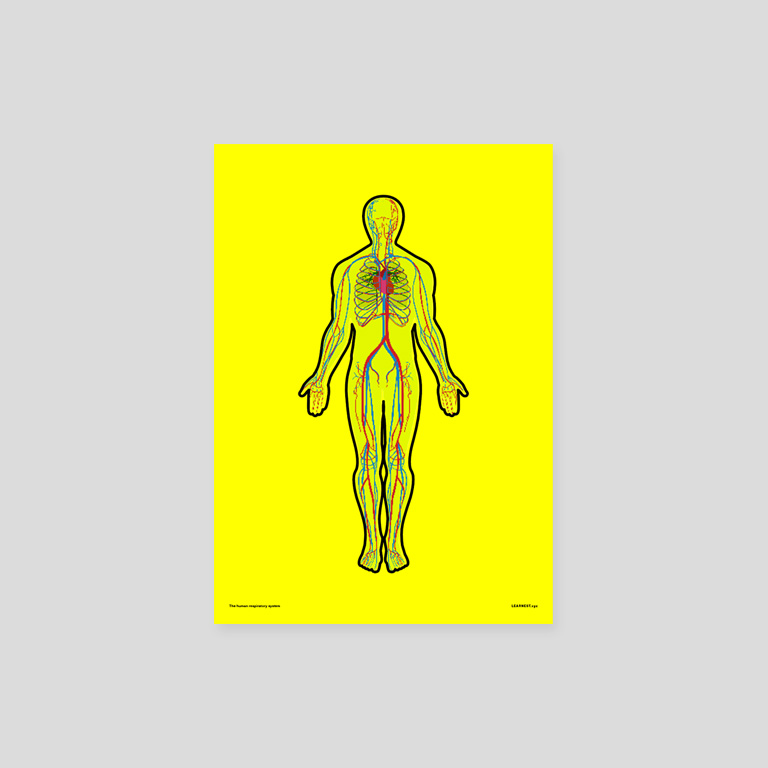 The Circulatory System (Wall Art) | Learnest