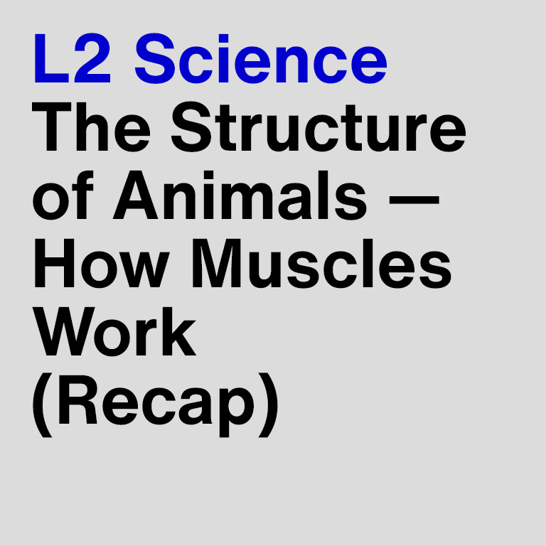 Recap: The Structure Of Animals — How Muscles Work (L2 Science) | Learnest