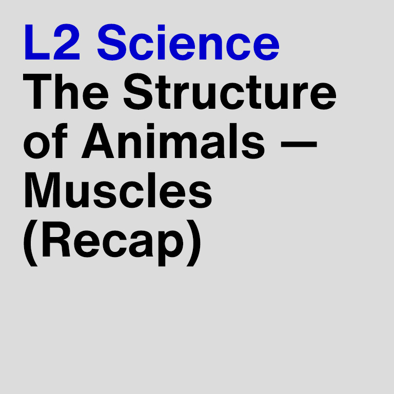 Recap: The Structure Of Animals — Muscles (L2 Science ...
